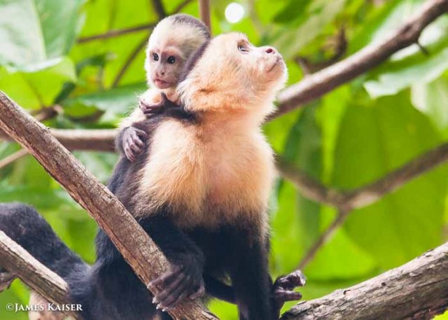 White-faced monkey and baby, Costa Rica • James Kaiser